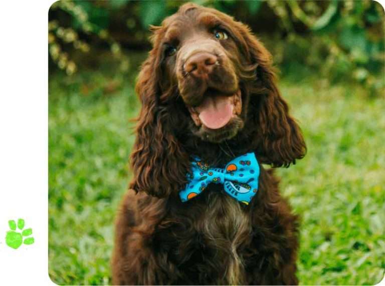 Home | Welcome to Critter Creek Cockers!